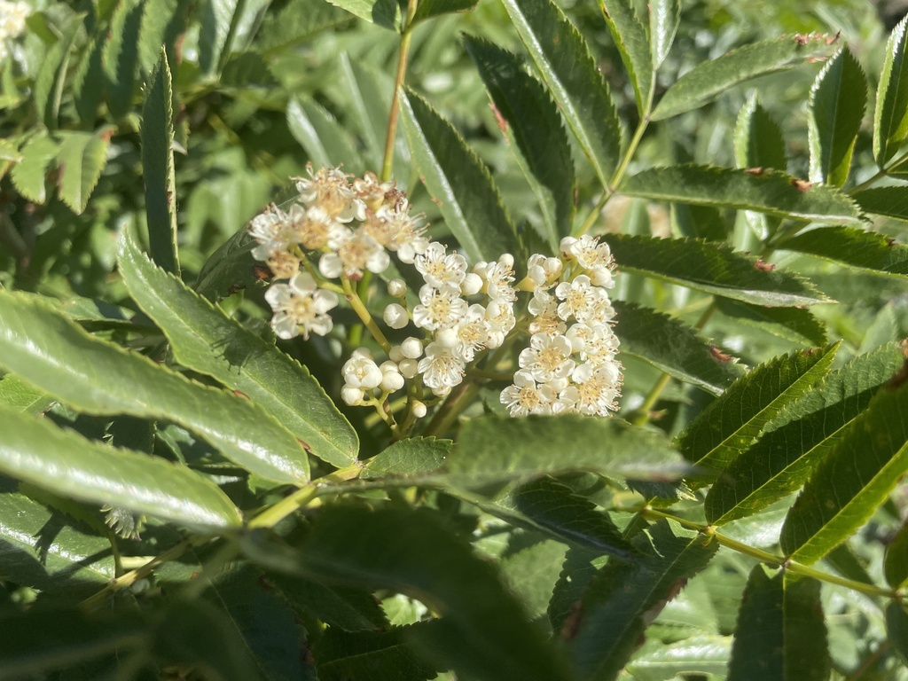 Greene's mountain ash from Mount Rainier National Park, Ashford, WA, US ...