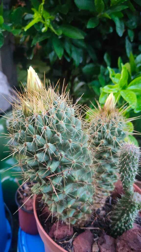 Coryphantha octacantha from Manzana 049, 50904 San Mateo Tlalchichilpan ...