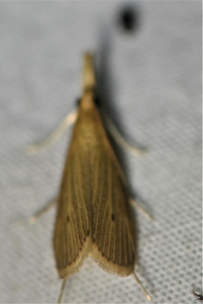 Brown Donacaula Moth from Polk County, FL, USA on July 27, 2023 at 11: ...