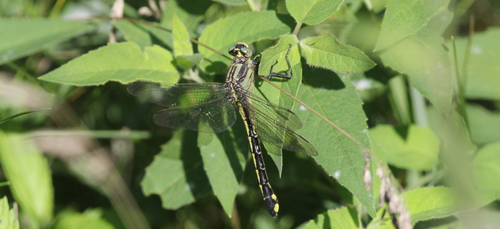 Clubtails from Brantford, ON, Canada on July 10, 2023 at 09:34 AM by ...