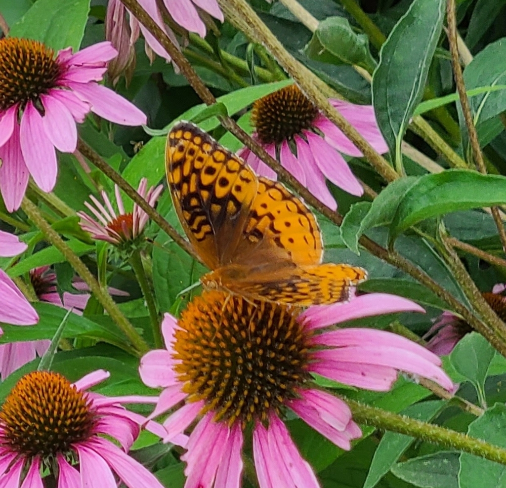 Great Spangled Fritillary from Thompsonville, PA 15317, USA on July 28 ...