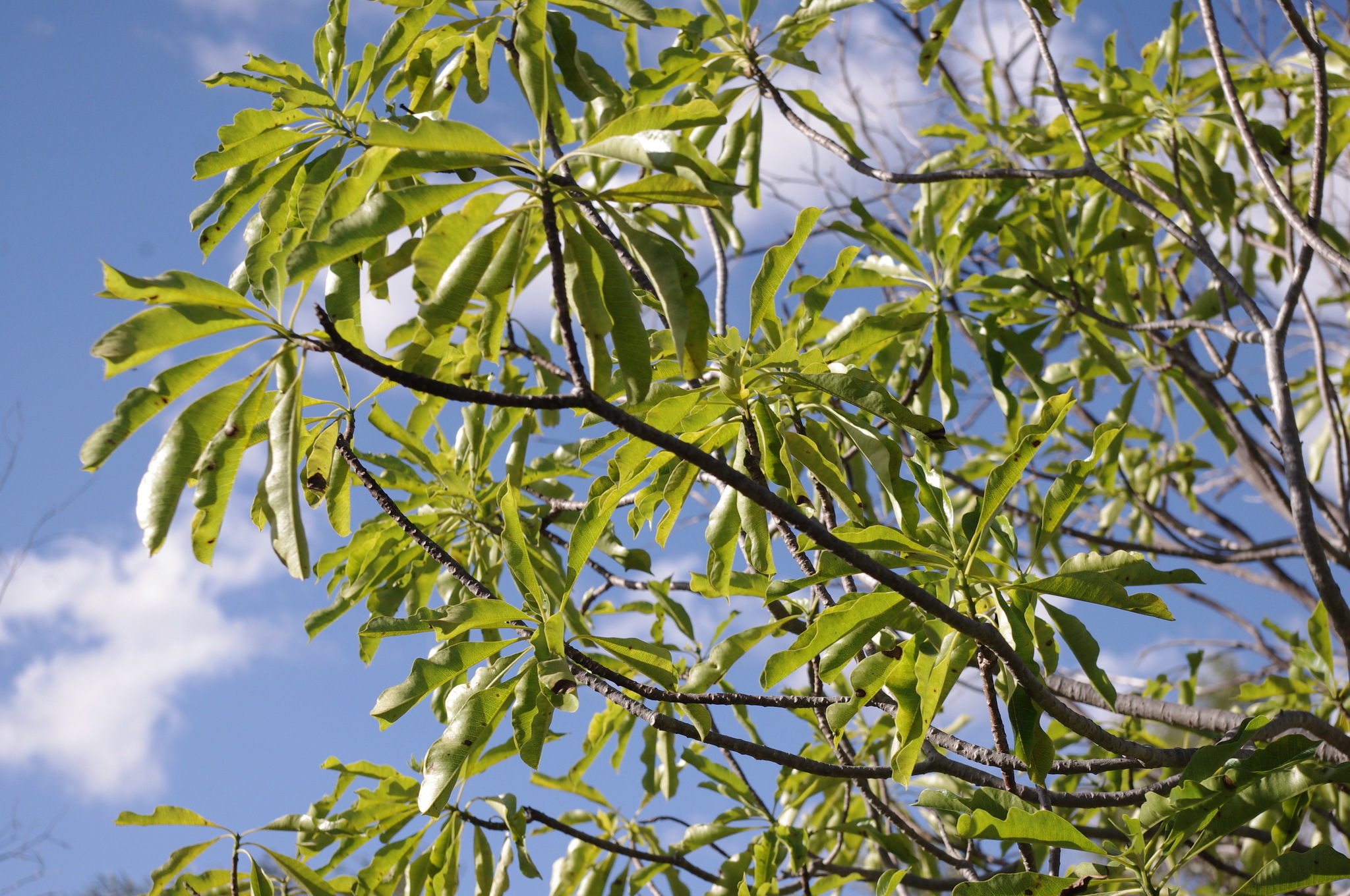 Cerbera dumicola P.I.Forst.