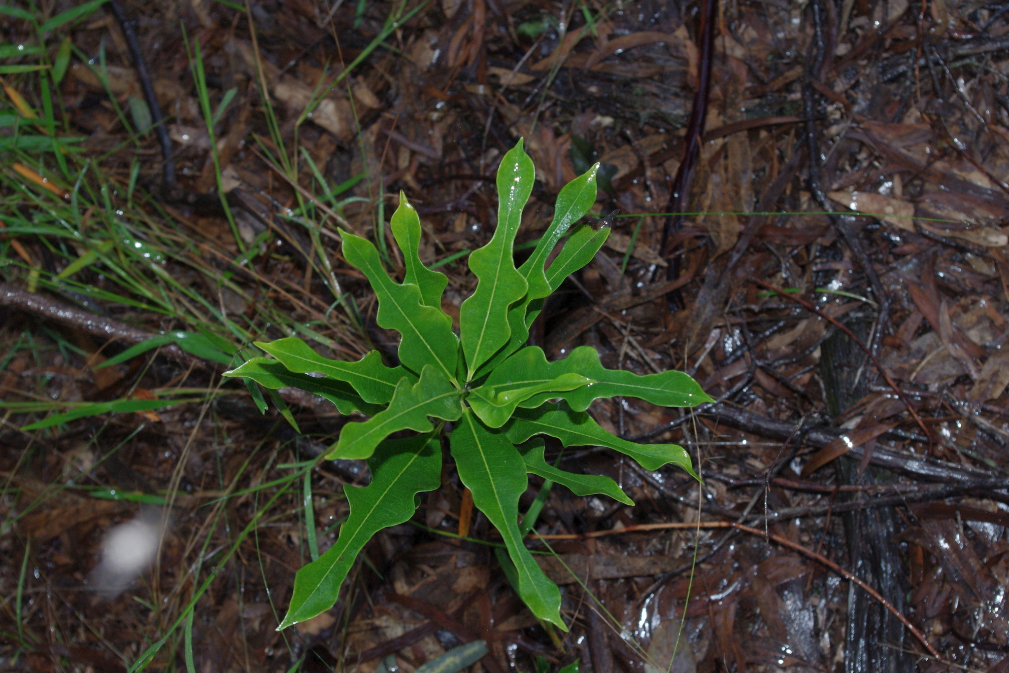 Cerbera dumicola P.I.Forst.