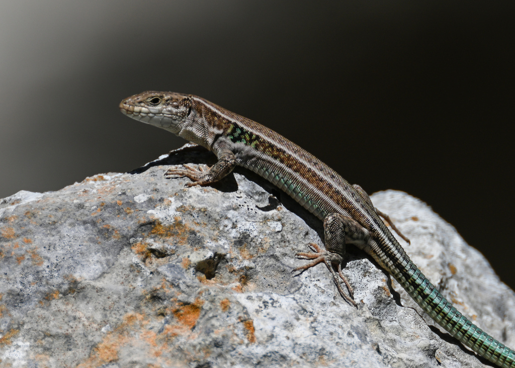 Cretan Wall Lizard in July 2023 by Frank Sengpiel · iNaturalist