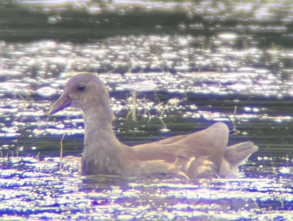 Common Moorhen from la Balastière, Pont-Audemer, Normandie, FR on July ...