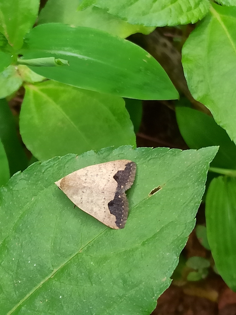 Bocula from 355R+MC4, Ramanthali, Kerala 670308, India on July 28, 2023 ...