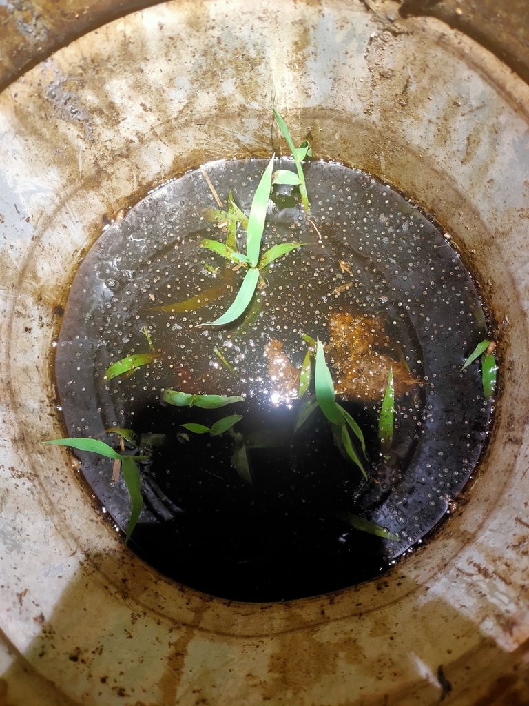 Sichuan Digging Frog from 青龙湖湿地公园 on July 28, 2023 at 10:02 PM by ...