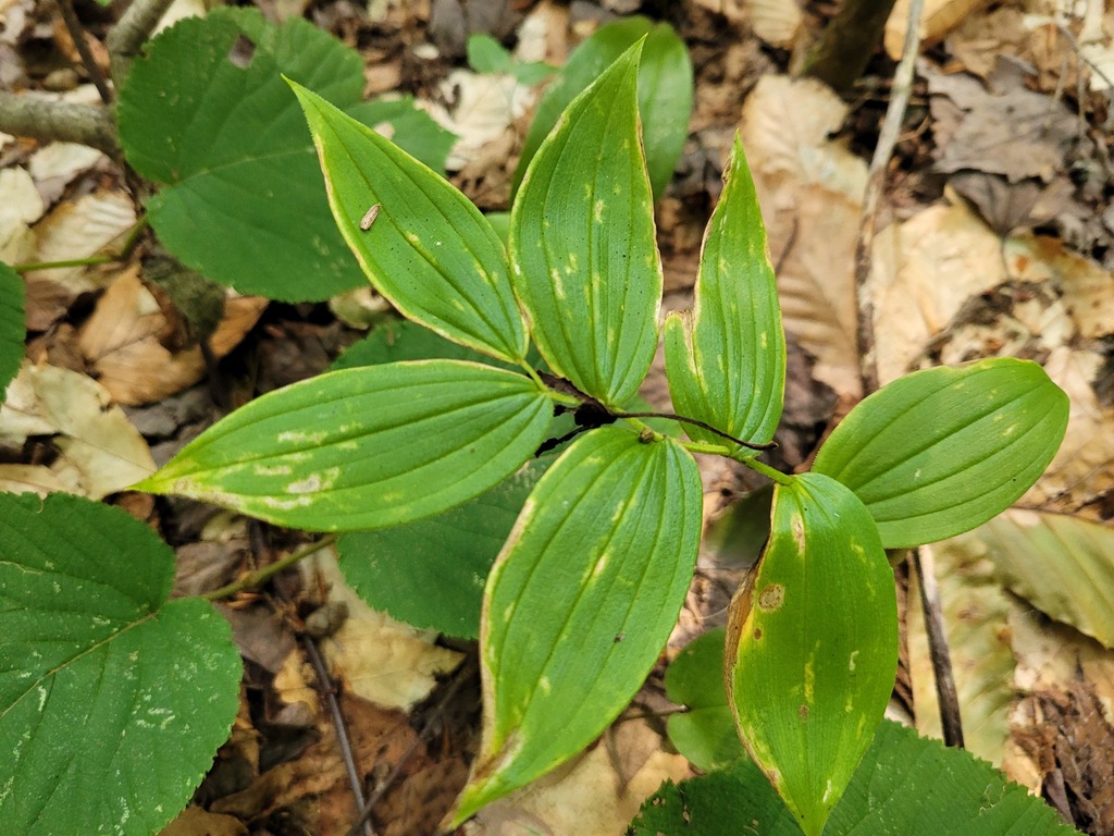 rose twisted-stalk from Muskoka District Municipality, ON, Canada on ...