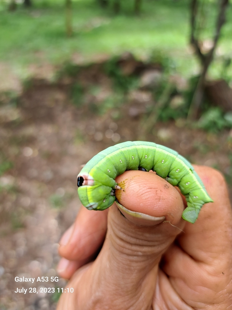 Ello Sphinx from Lidice, Panama on July 28, 2023 at 11:10 AM by Wayne A ...