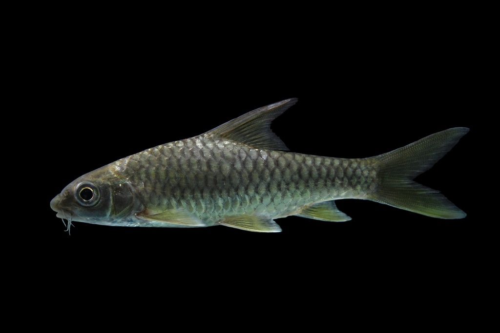 Labeobarbus oxyrhynchus from Thika, Kiambu, KE on July 24, 2023 at 11: ...