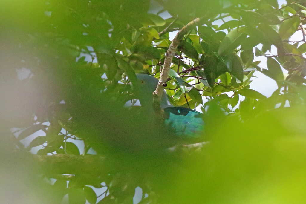 Geelvink Imperial Pigeon (Ducula geelvinkiana) - Avian Discovery