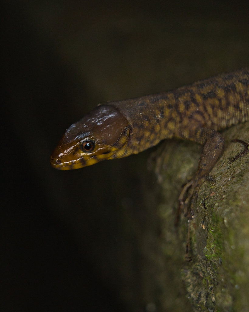 Pajapan Tropical Night Lizard from Km. 30 carretera Catemaco Montepio ...