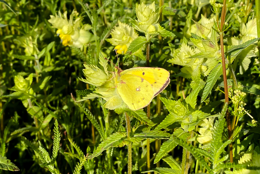 Clouded Yellow from Castrisch, 7126 Ilanz/Glion, Schweiz on May 18 ...
