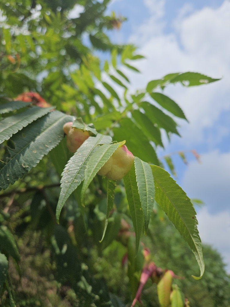 Sumac Gall Aphid from Sharp Shopper in Point Plaza, Butler Township, PA ...
