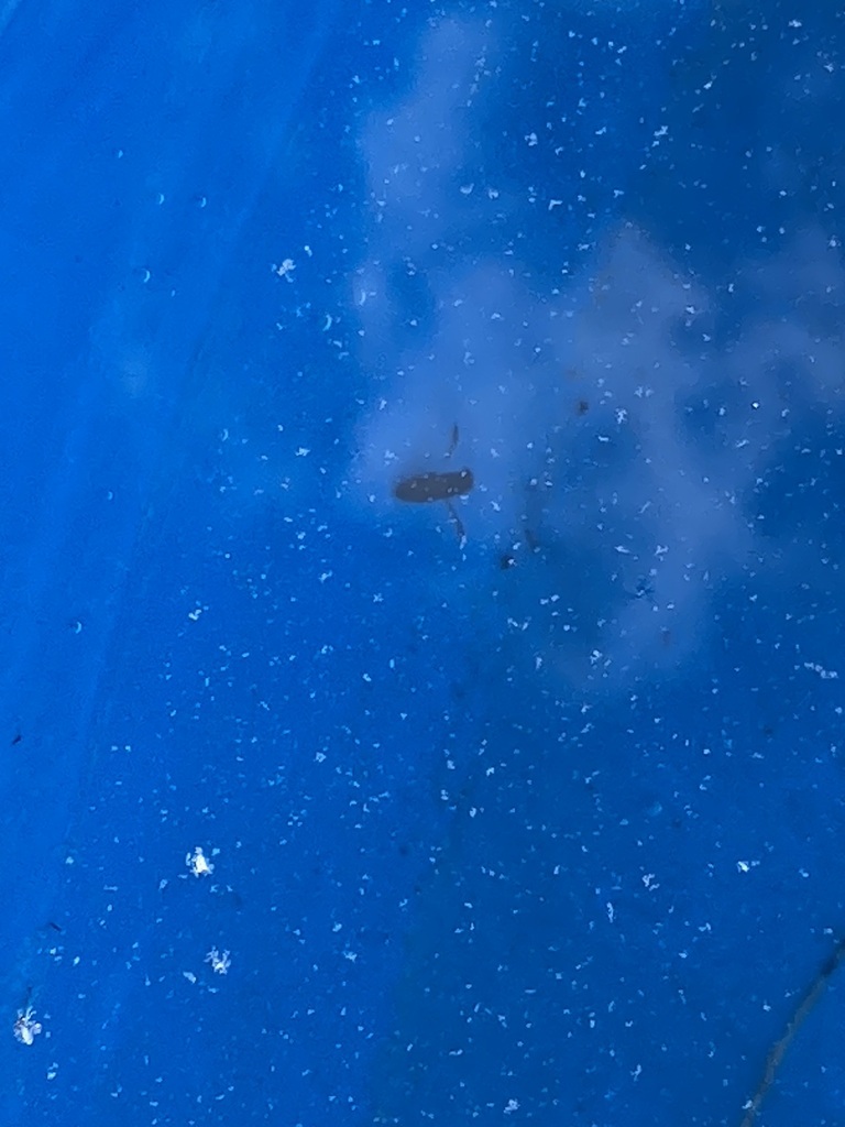 Water Bugs from Apple Valley, MN 55124, USA on July 27, 2023 at 02:30 ...