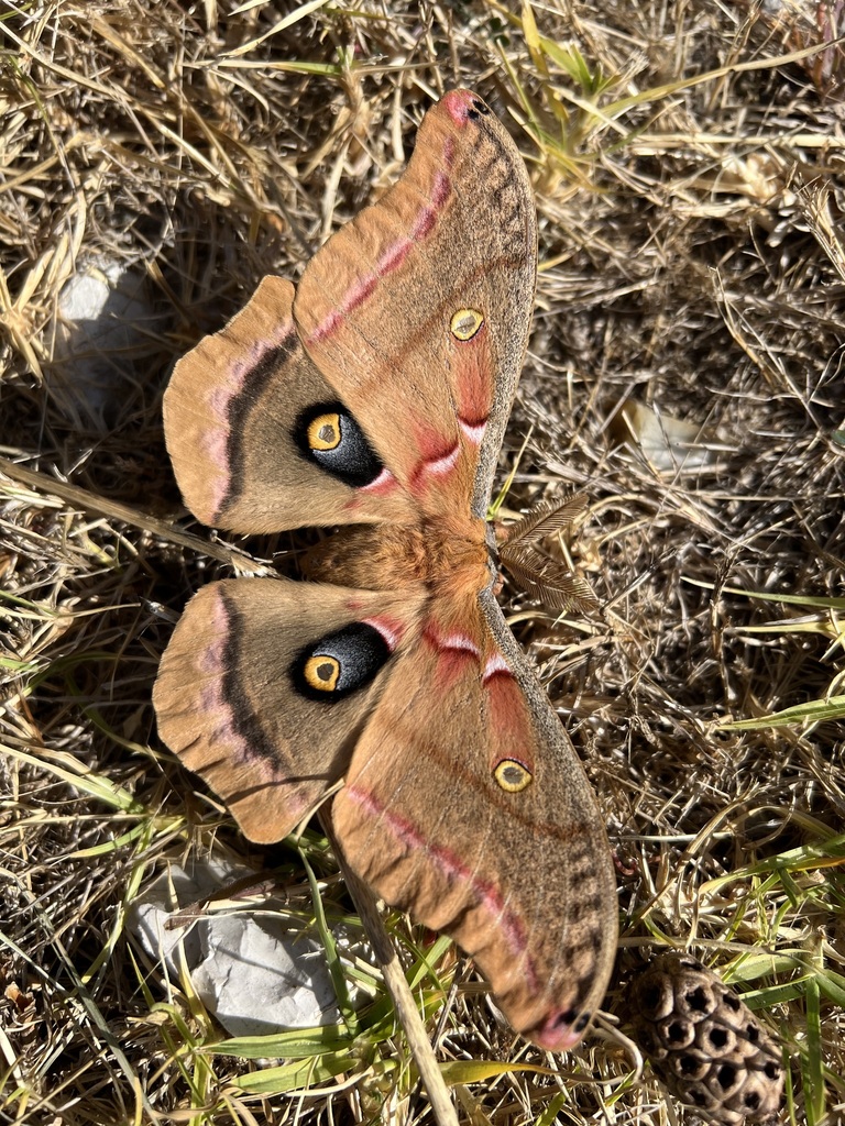 Polyphemus Moth from Santa Barbara County, CA, USA on July 28, 2023 at ...