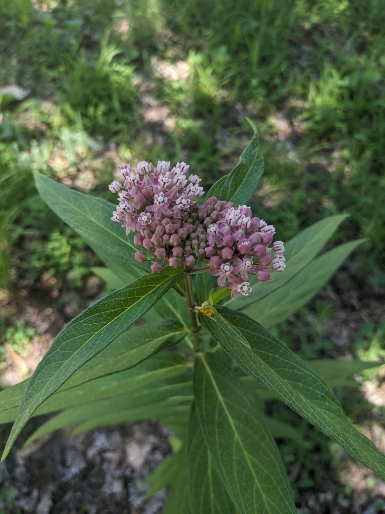 swamp milkweed from 55419 on July 28, 2023 by tyler bailey. there are ...