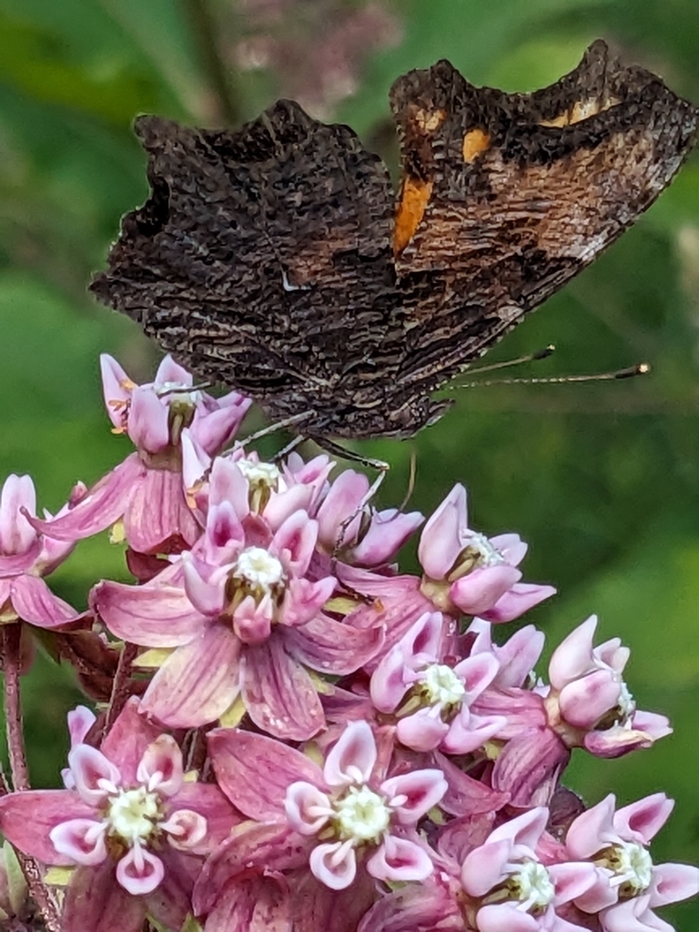 Gray Comma from Canaan Heights, WV 26260, USA on July 28, 2023 at 11:31 ...