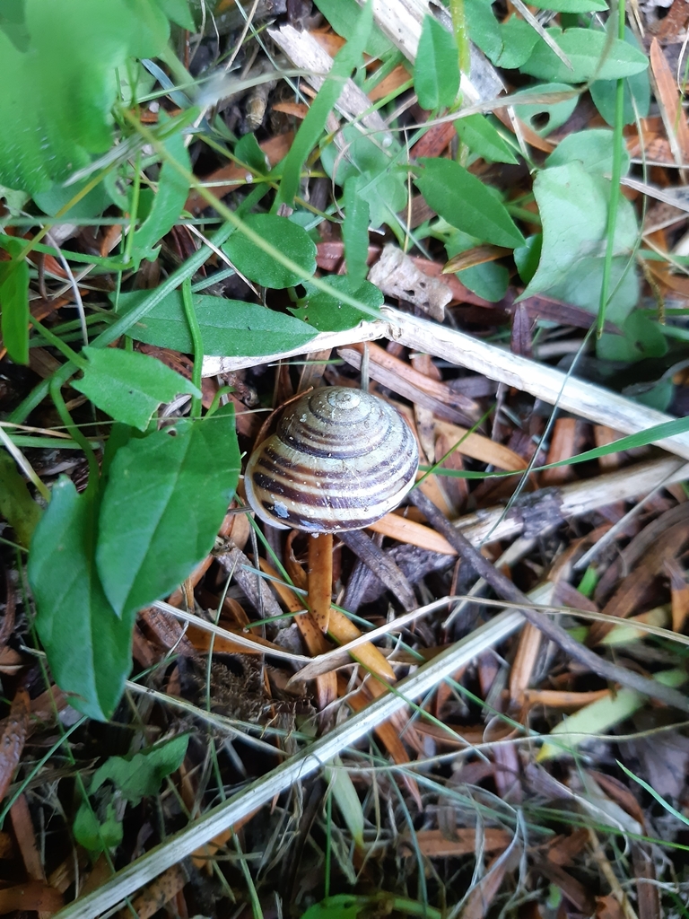 White-lipped Snail from St Peter's Church, Pitton, Salisbury SP5 1DJ ...