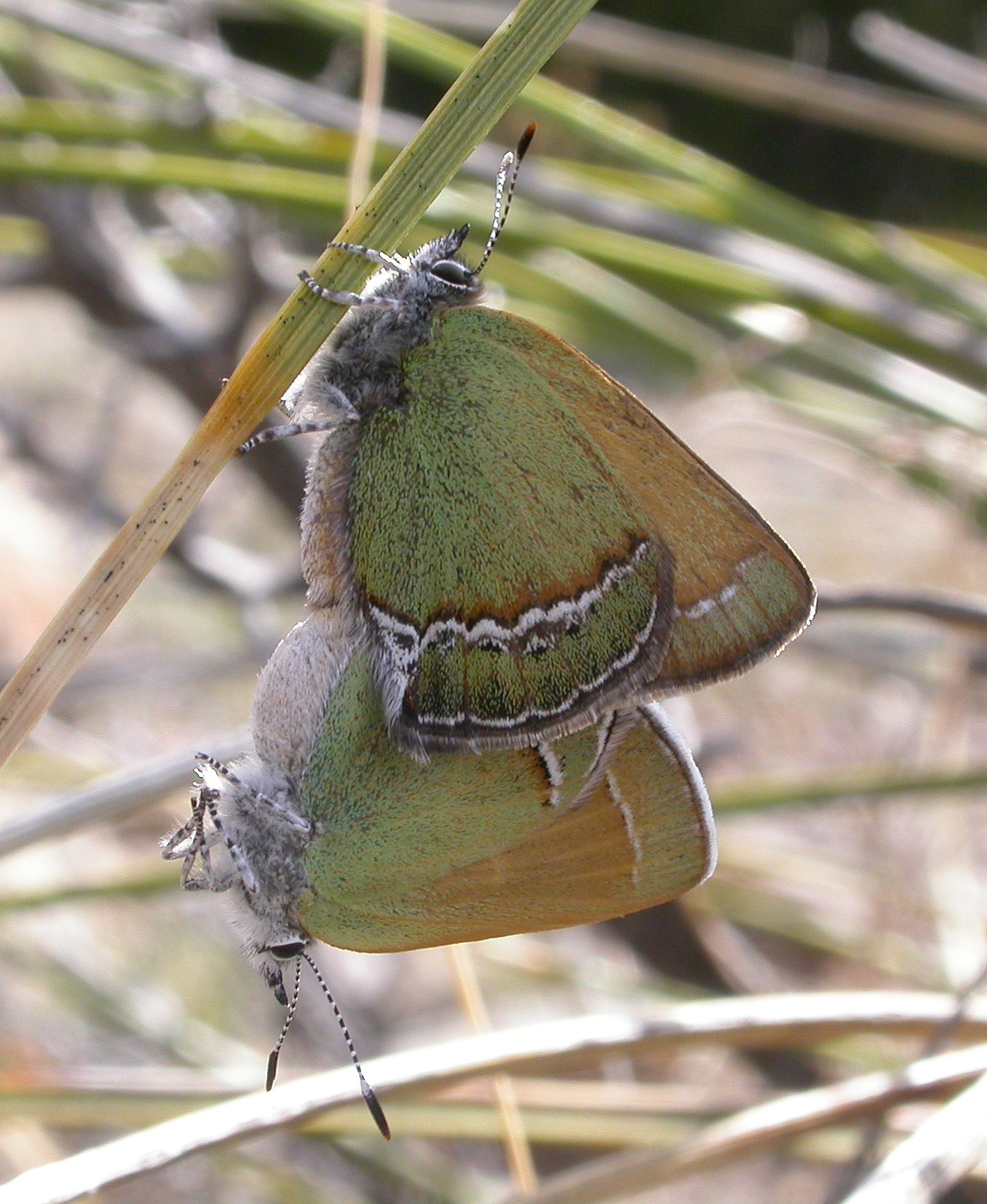 New Mexico State Butterfly