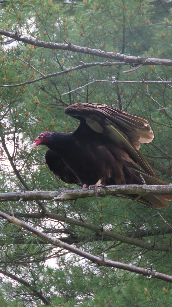 Turkey Vulture from Lanark County, ON, Canada on June 15, 2023 at 11:25 ...