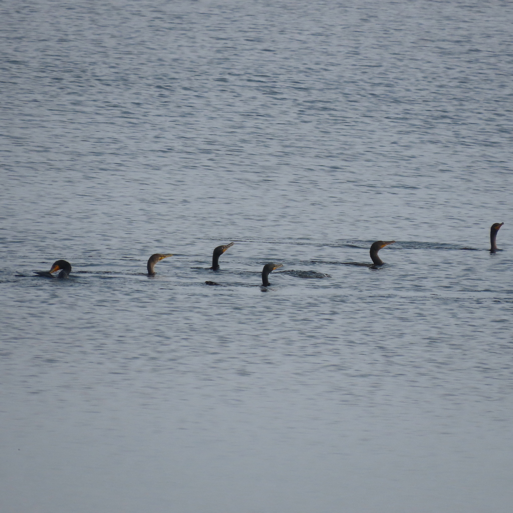 Double-crested Cormorant from Ottawa, ON, Canada on July 26, 2023 at 08 ...