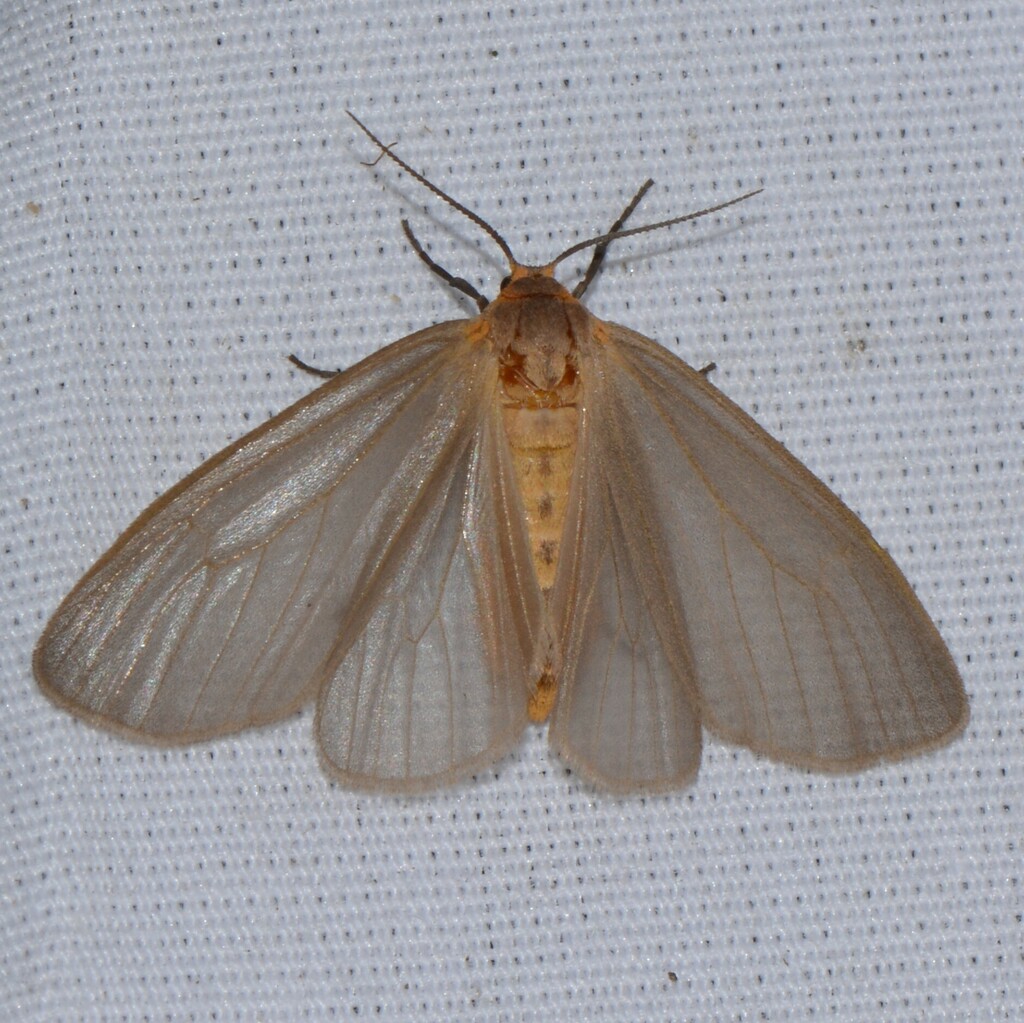 Mouse-colored Tiger Moth from Lancaster County, NE, USA on July 27 ...