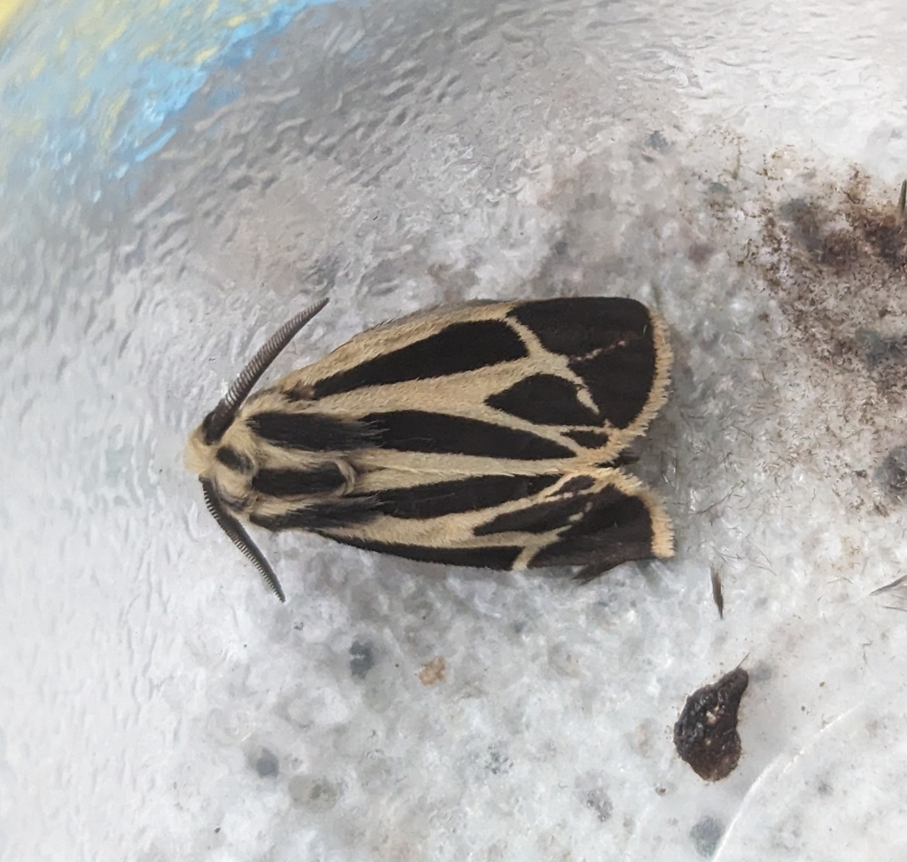 Harnessed Tiger Moth from Southeast Springfield, Springfield, MO 65804 ...