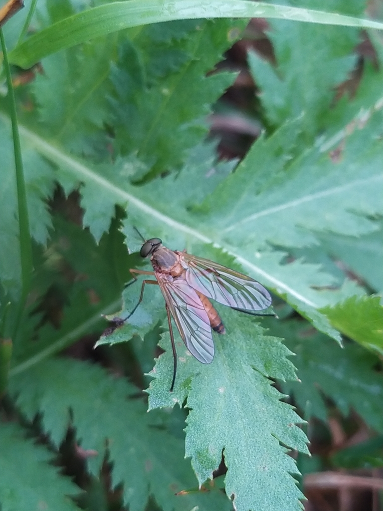 Marsh Snipe Fly from Vladimir, RU-VL, RU on July 28, 2023 at 06:37 PM ...