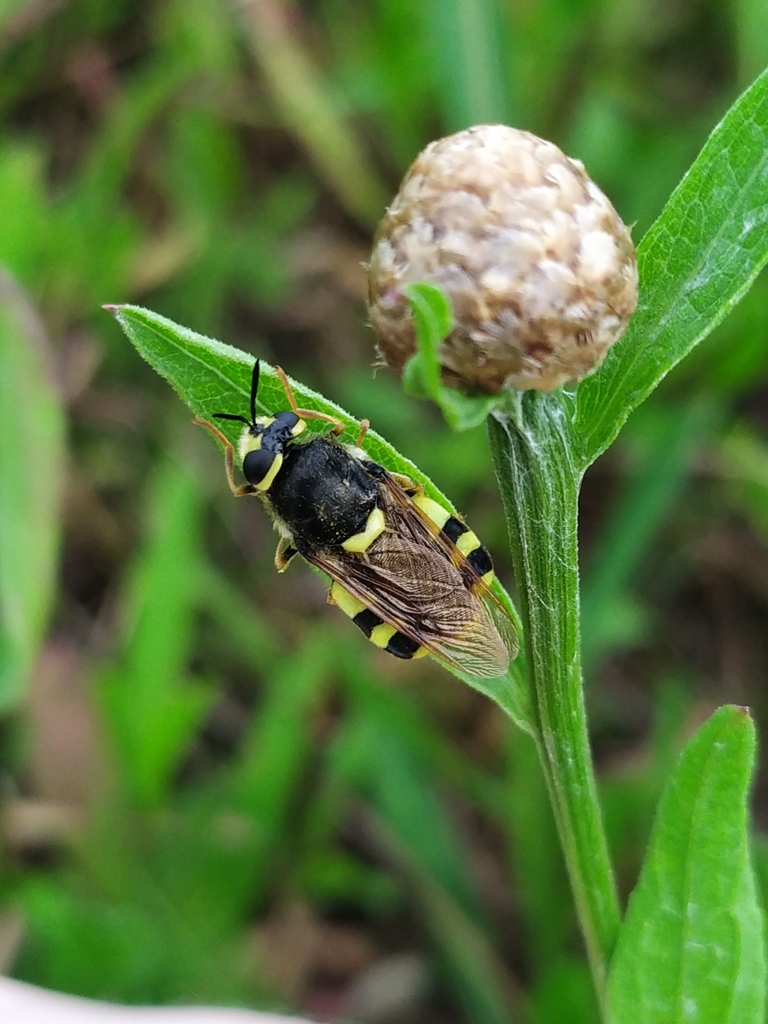 Stratiomys from Vladimir, RU-VL, RU on July 28, 2023 at 06:56 PM by Eri ...