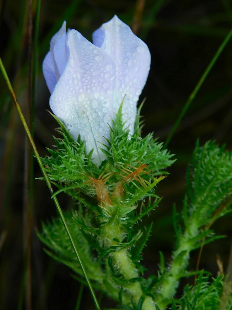 Blackrim Bell from Maermanskloof Greyton, 7233, South Africa on July 27 ...