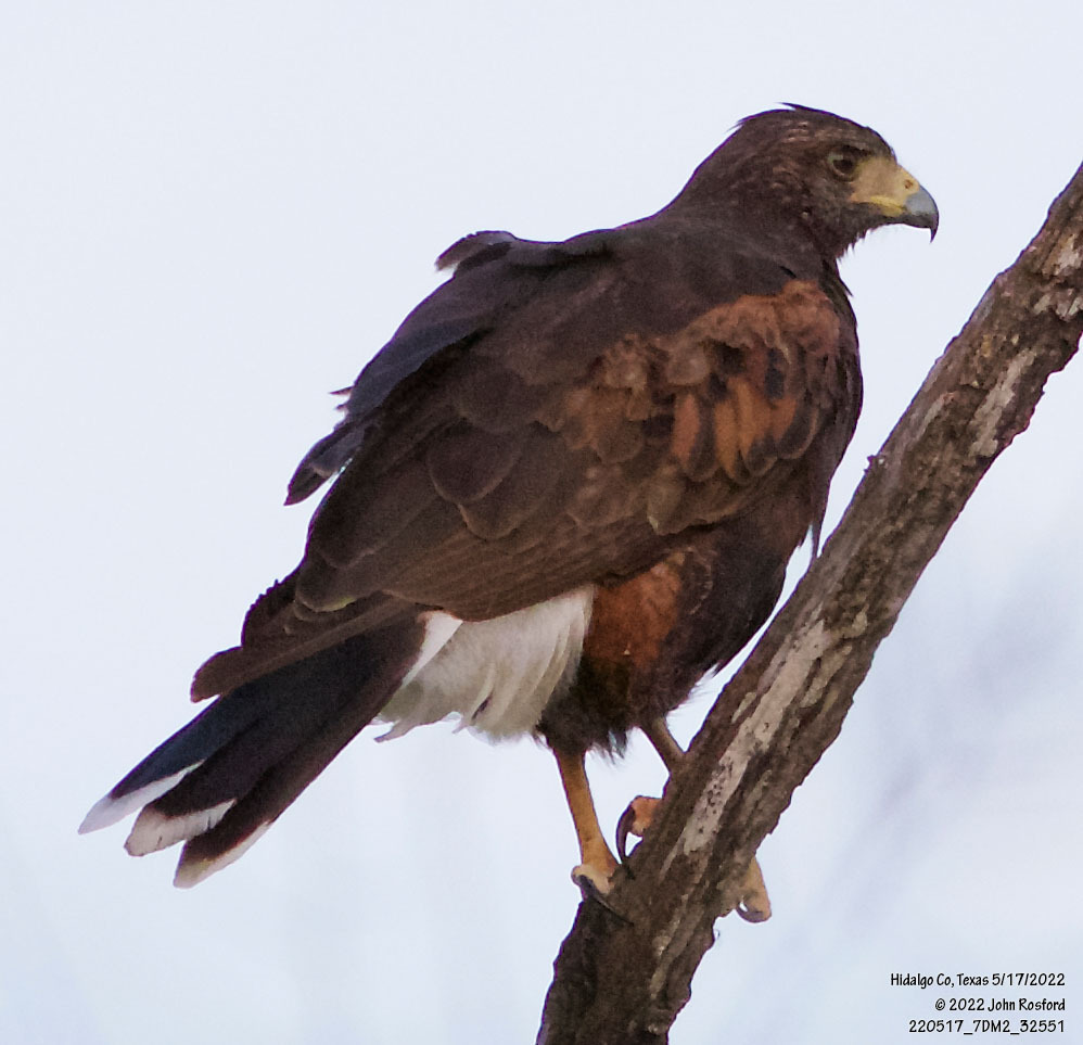 Harris's Hawk from Hidalgo County, TX, USA on May 17, 2022 at 07:37 PM ...