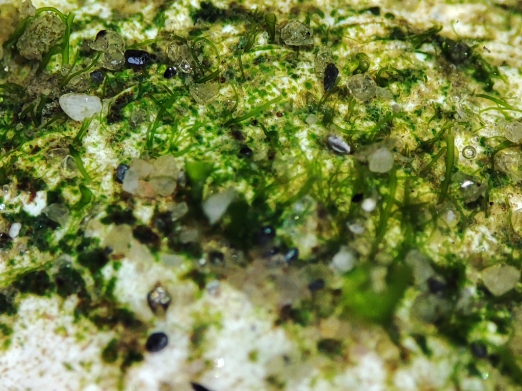 (Chlorodendrophyceae) - Botanical Realm