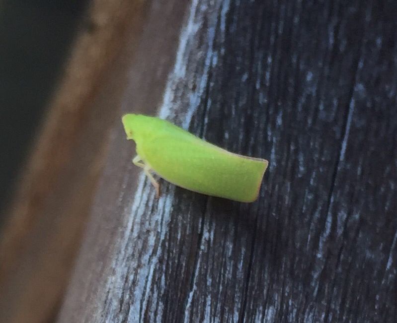 Torpedo Bug from 10 Turakina Street, Merrilands, Taranaki, NZ on ...