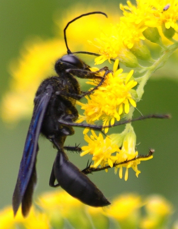 Great Black Digger Wasp from Tweed, ON, Canada on July 28, 2023 at 10: ...