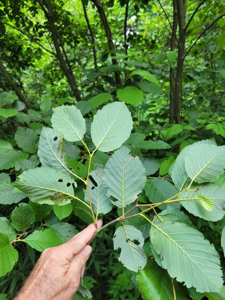 swamp alder from Parry Sound District, ON, Canada on July 25, 2023 at ...