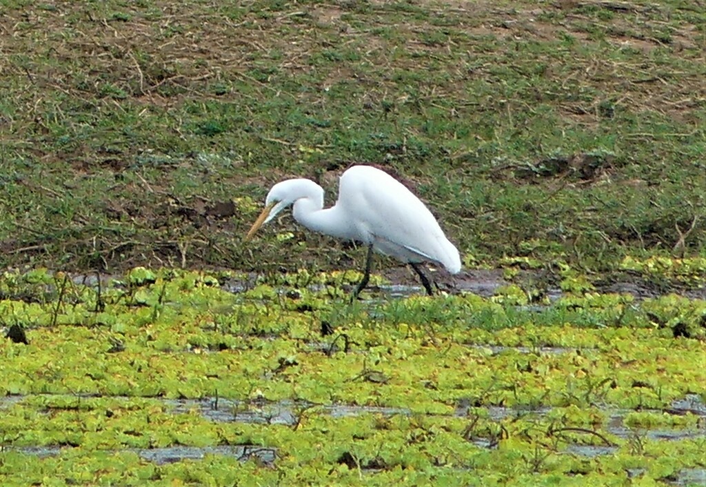 Yellow-billed Egret from Machanu Pan, Gona re Zhou NP, Chiredzi ...