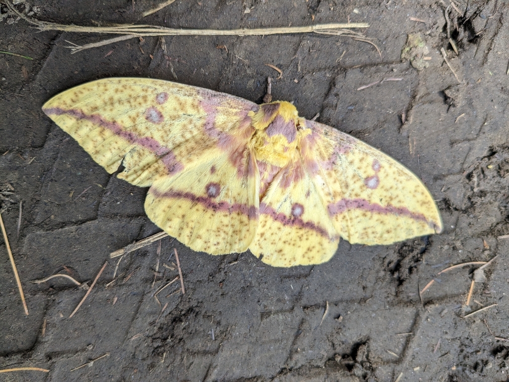 Pine Imperial Moth from Indian River, ON K0L 2B0, Canada on July 28 ...