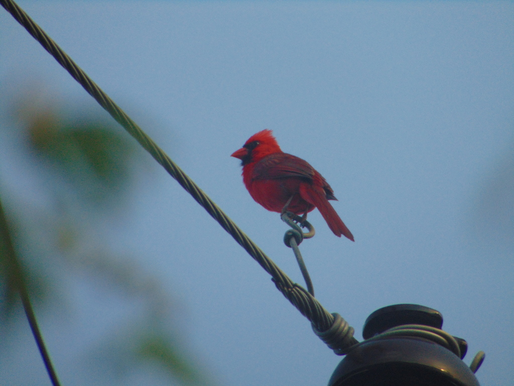 Northern Cardinal from Monterrey, N.L., México on July 28, 2023 at 08: ...