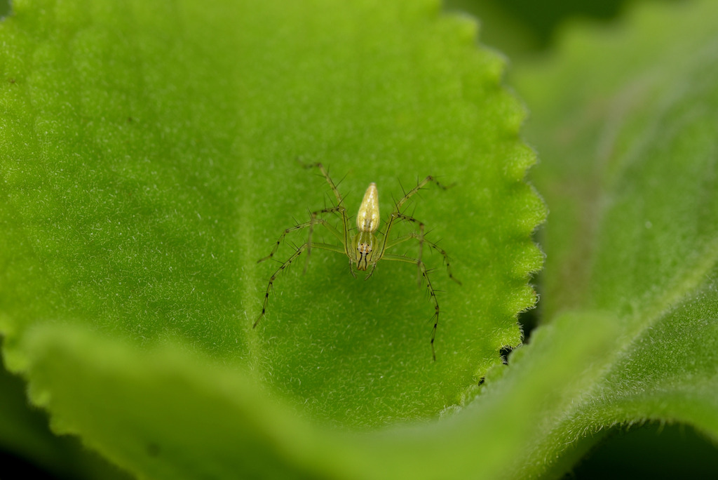 Grass lynx spiders from Punalur, Kerala, India on July 5, 2023 at 11:55 ...