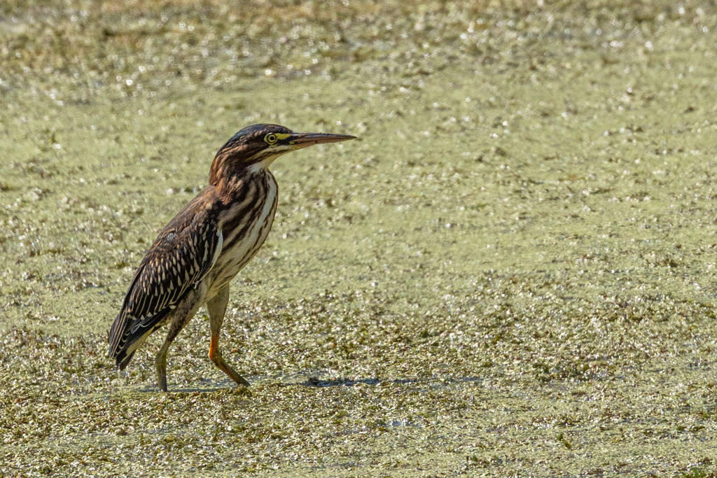 Green Heron from Waukesha County, WI, USA on July 27, 2023 at 10:55 AM ...