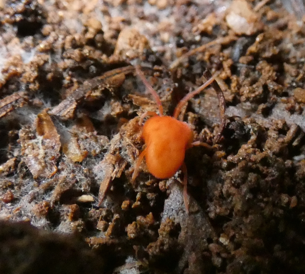Trombidiform Mites from Concepción Province, Bio Bio, Chile on July 26 ...