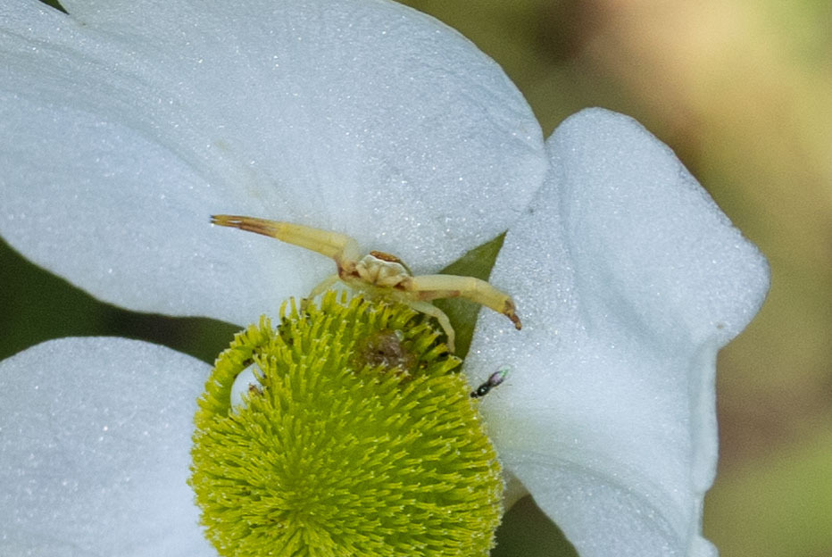 Northern Crab Spider from Waukesha County, WI, USA on July 27, 2023 at ...