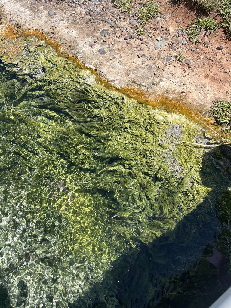 Chloroflexus aurantiacus from Hot Springs State Park, Thermopolis, WY ...