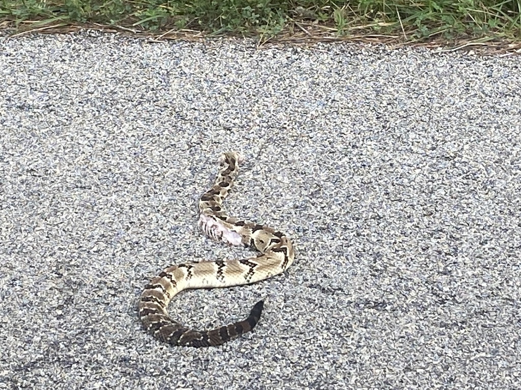 Timber Rattlesnake in July 2023 by Aubree Parkinson. Dead as can be ...