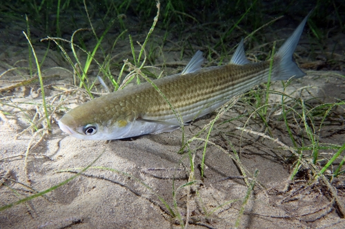 Golden grey mullet (Chelon auratus) · iNaturalist
