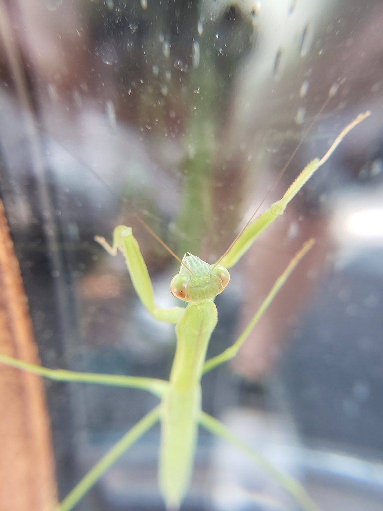 Chinese Mantis in July 2023 by yumimbi · iNaturalist