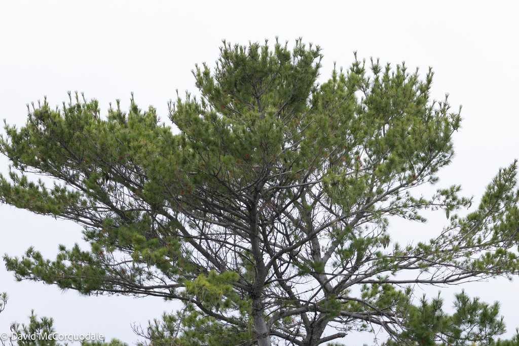 eastern white pine from Peterborough County, ON, Canada on July 8, 2023 ...