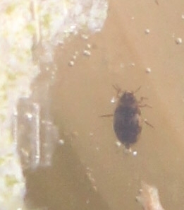 Hydroporinae from Via Castenedolo on July 28, 2023 at 05:27 PM by Luca ...