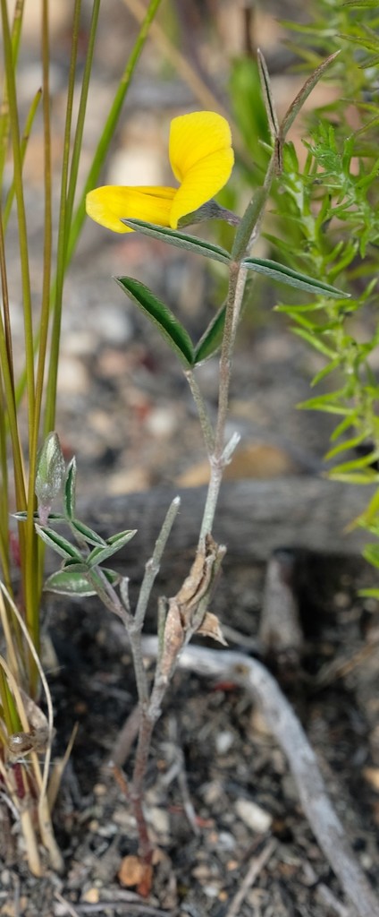 Silver Silverpod from Gamkaberg, w Oukraal, 1 on January 10, 2019 at 05 ...